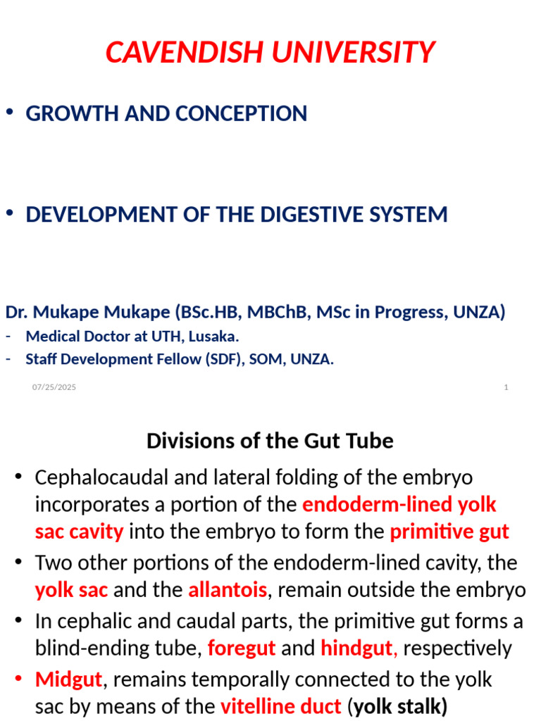 Digestive System Development Overview | PDF | Peritoneum | Liver