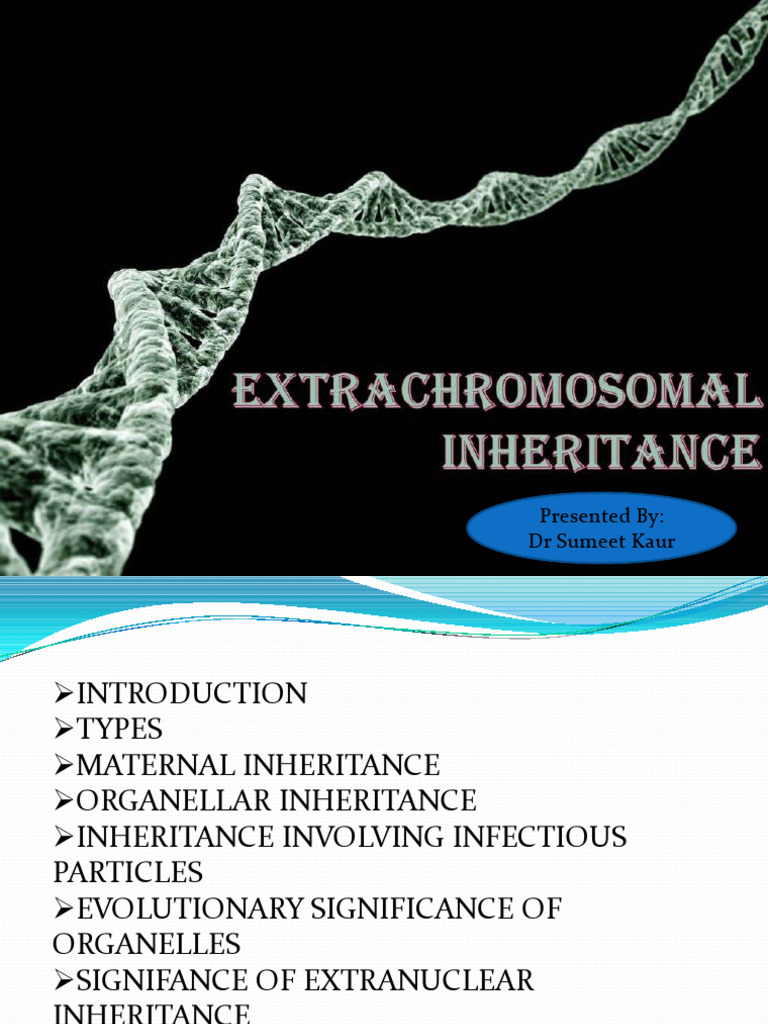 Extra Chromosomal Inheritance | PDF | Mitochondrial Dna | Mitochondrion