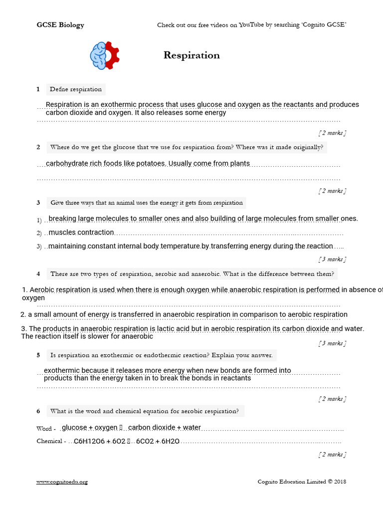 BU4+GCSE Biology Respiration Worksheet | PDF | Cellular Respiration | Yeast