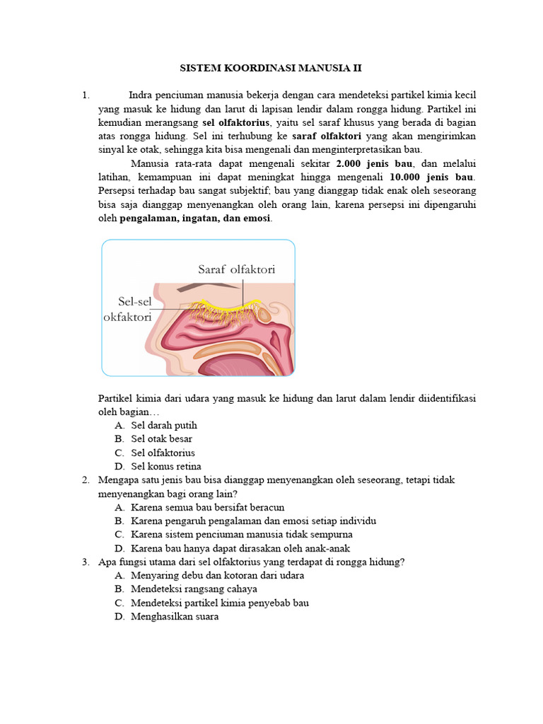 Fungsi Korpus Pacini dalam Kulit | PDF