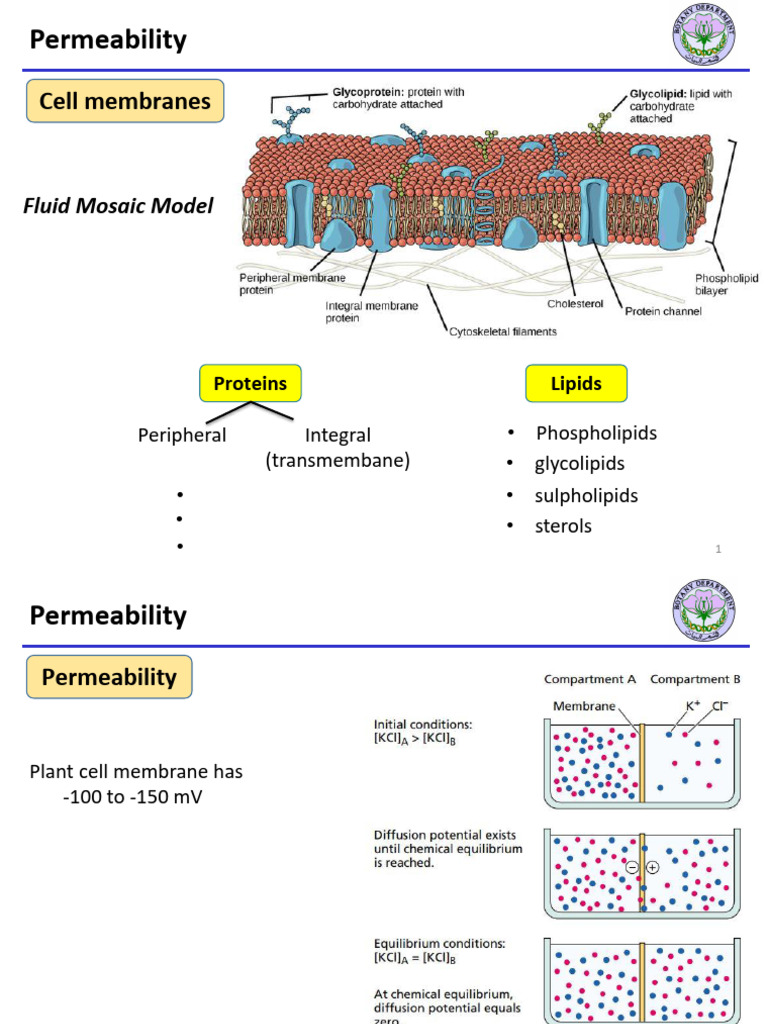 Bot102 Lect 03 Permeability Presentation | PDF | Cell Membrane | Ion Channel