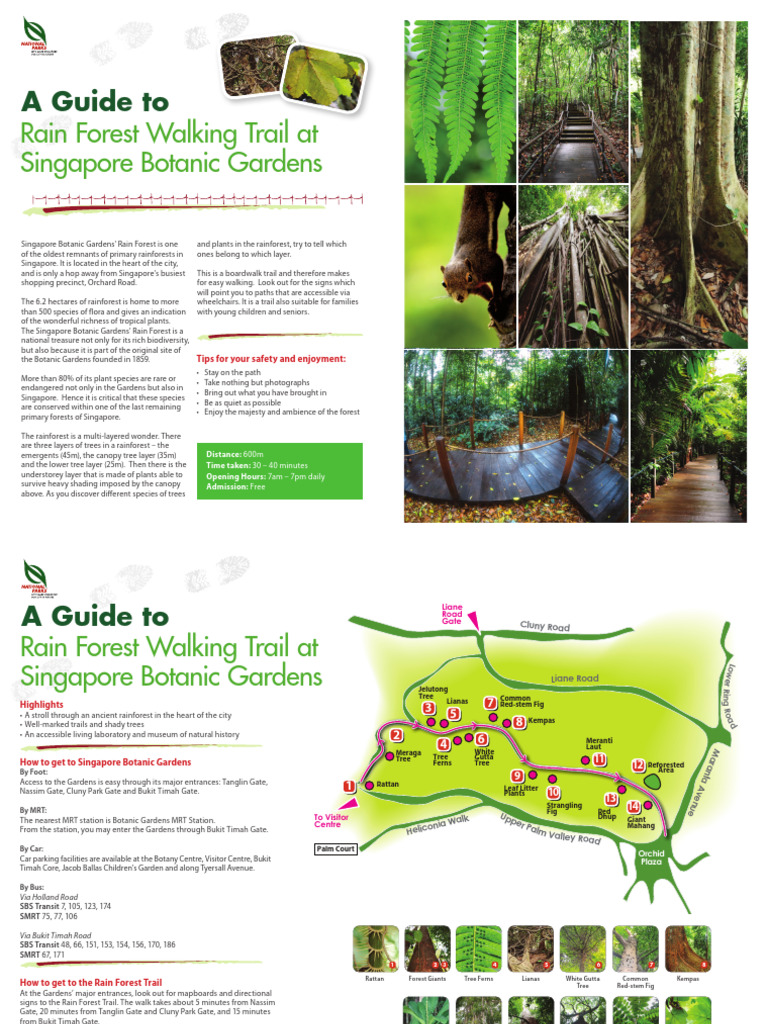 Explore Singapore Botanic Gardens Rainforest | PDF | Trees | Rainforest