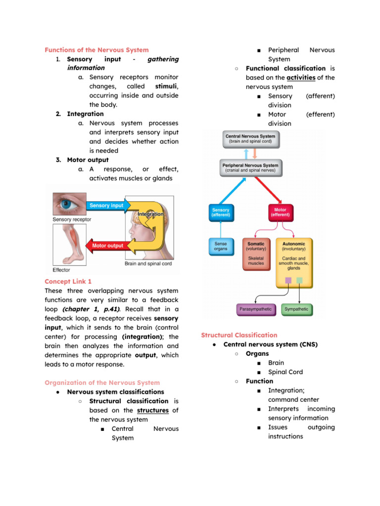 CHAPTER 7 - Nervous System | PDF | Action Potential | Nervous System
