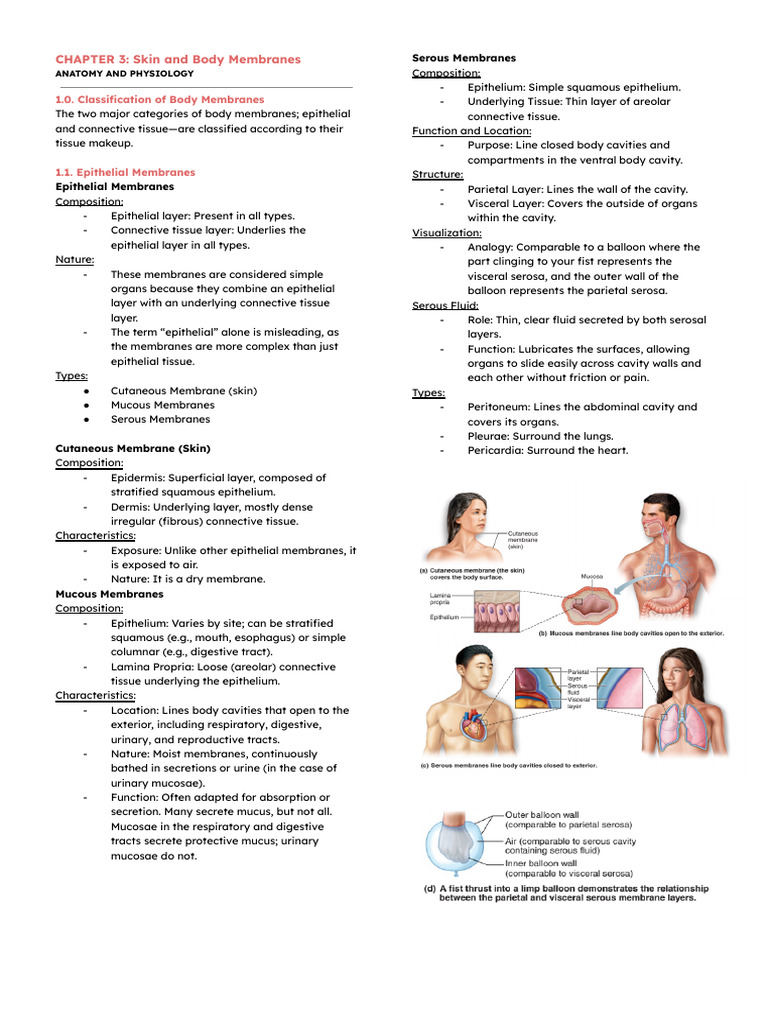 ANAPHY Chapter 3 - Skin and Body Membranes | PDF | Epithelium | Skin