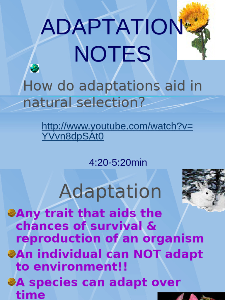 Adaptations WEB | PDF