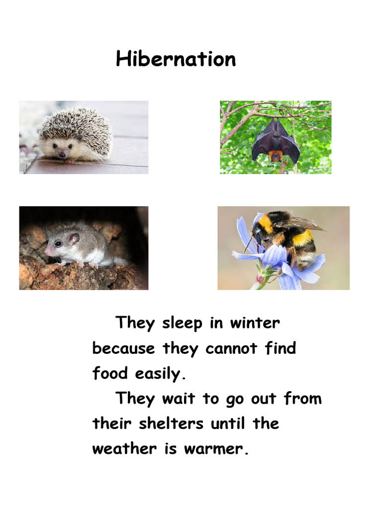 Hibernation | PDF
