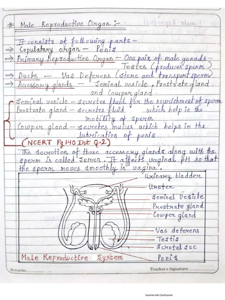 Reproduction (Part 4) | PDF