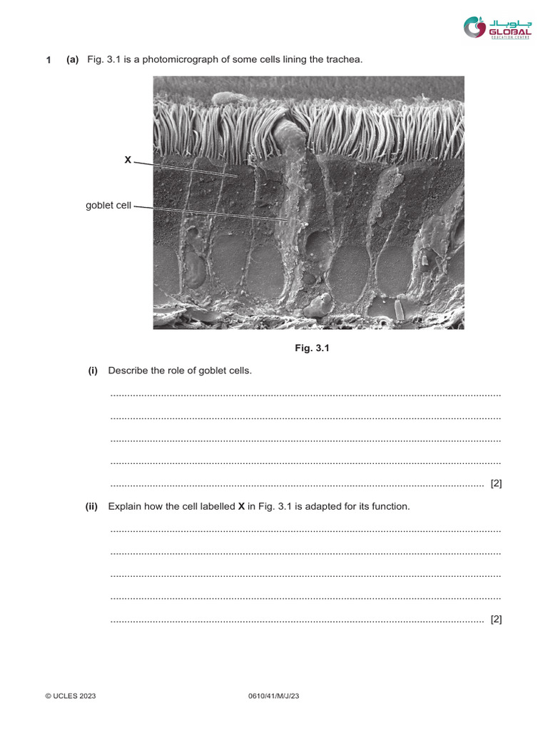 Respiration & Gas Exchange | PDF | Cellular Respiration | Breathing