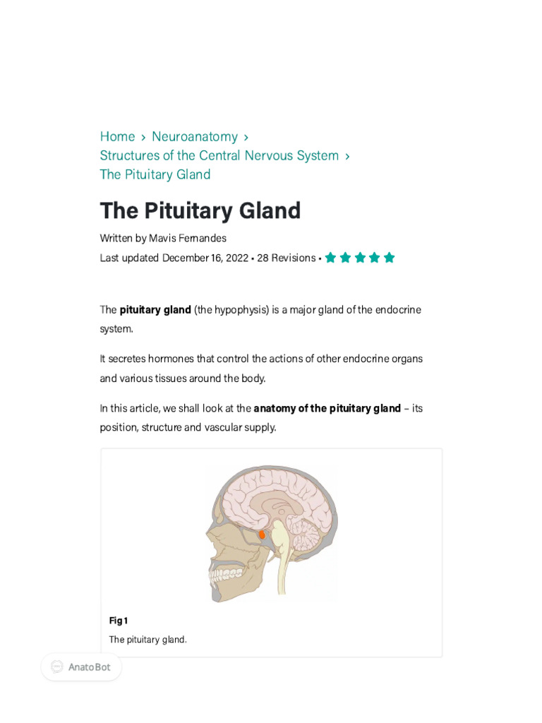 Anatomy and Function of the Pituitary Gland | PDF | Pituitary Gland ...