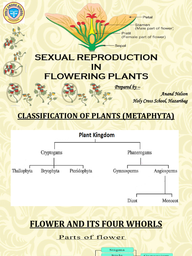 Angiosperm Sexual Reproduction Overview | PDF | Pollen | Flowers