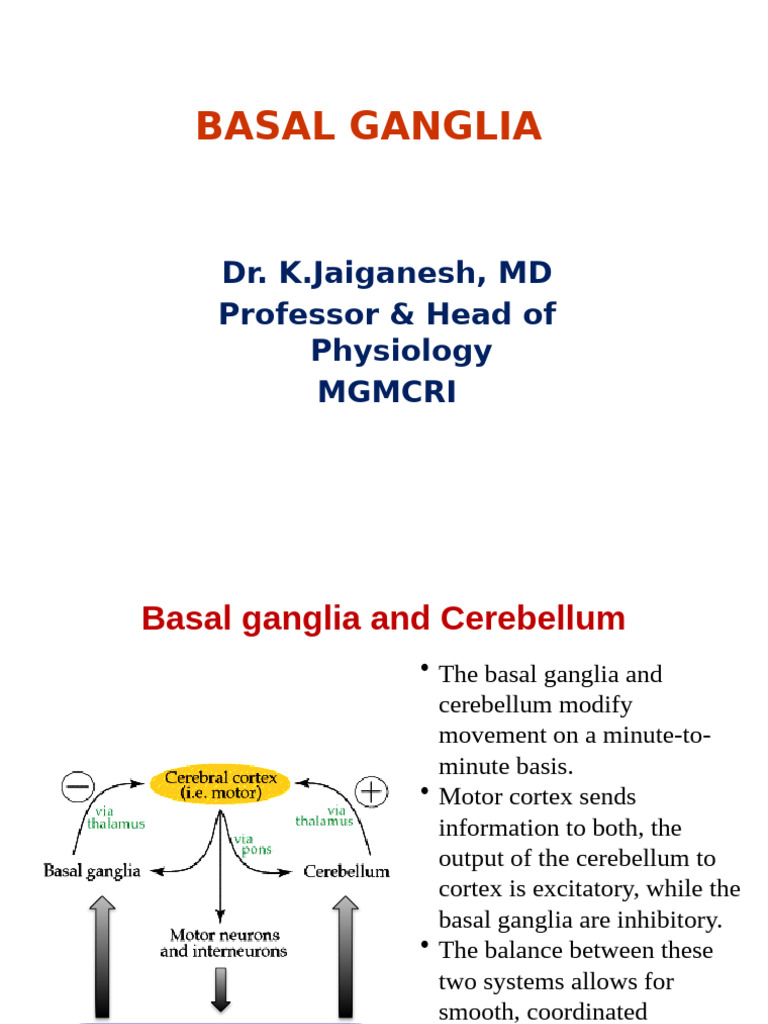 Understanding Basal Ganglia Functions | PDF | Basal Ganglia | Striatum
