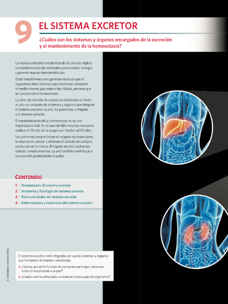 Aparato Excretor | PDF