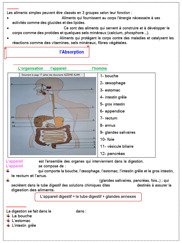 Classification des aliments et digestion | PDF | Estomac | Bile