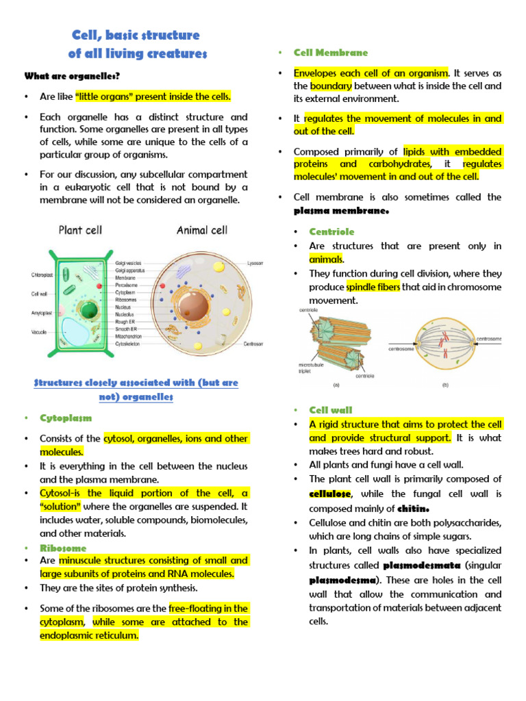 Cell Structure Hand Outs | PDF | Cell (Biology) | Endoplasmic Reticulum