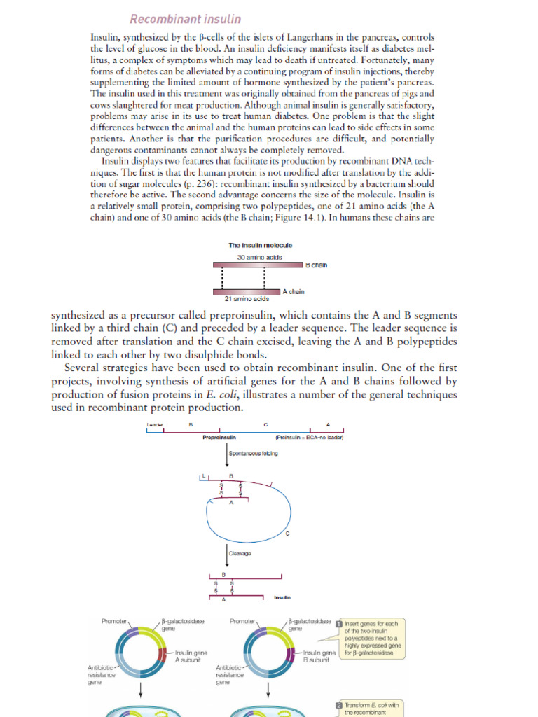 Insulin | PDF