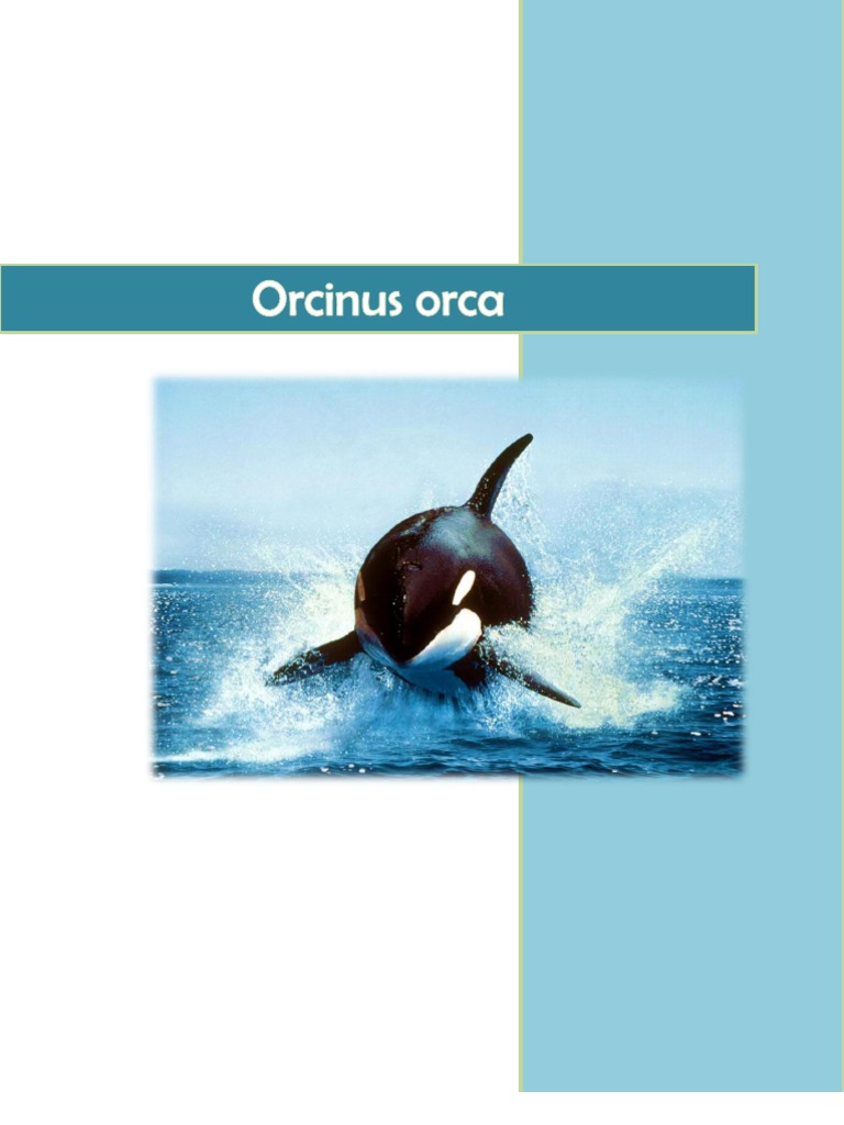 Orcinus Orca | PDF | Orca | Sistema respiratorio