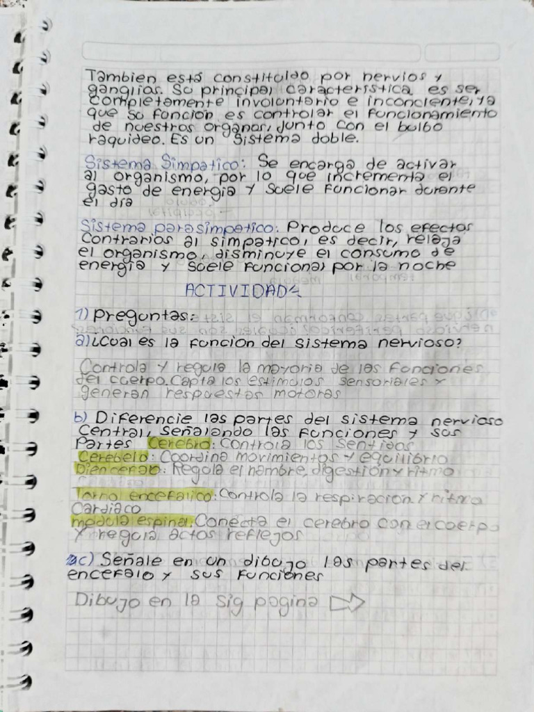 Sistema Nervioso - Compressed | PDF