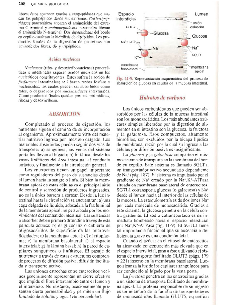Digestion y Absorcion (Blanco) | PDF