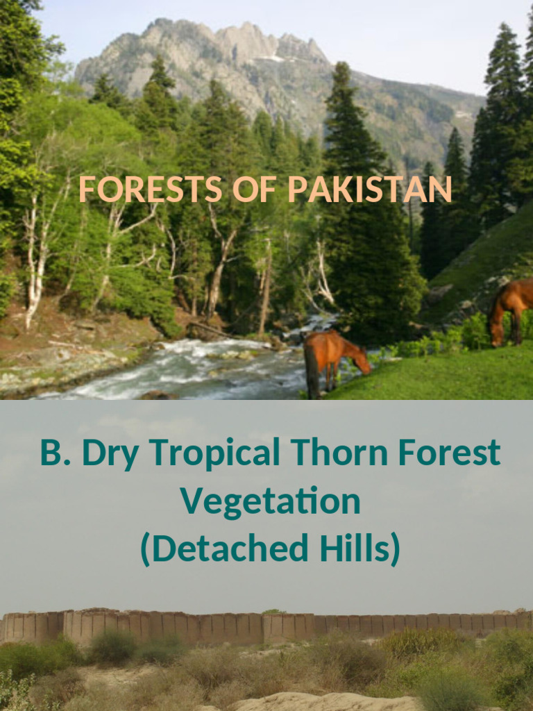 Lecture No. 3 Forest Types of Pakistan (Continued) | PDF | Trees | Plants