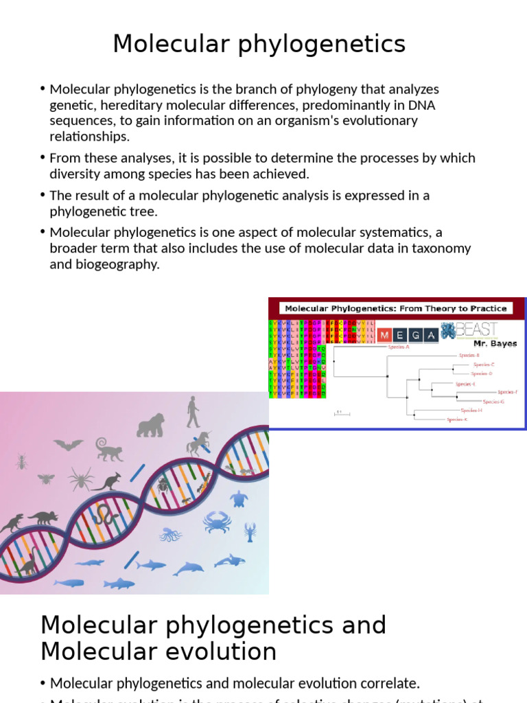 Molecular Evolution Phylogenetics | PDF