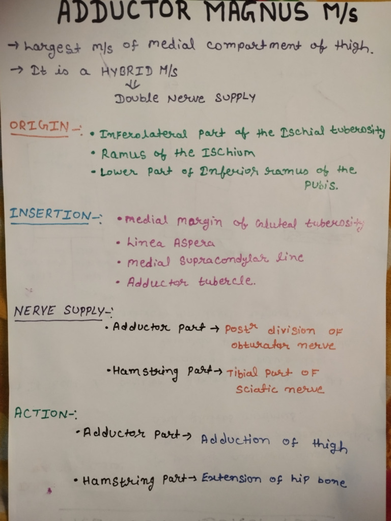 Adductor Magnus, Gluteus Medius, Sartorius Muscles | PDF