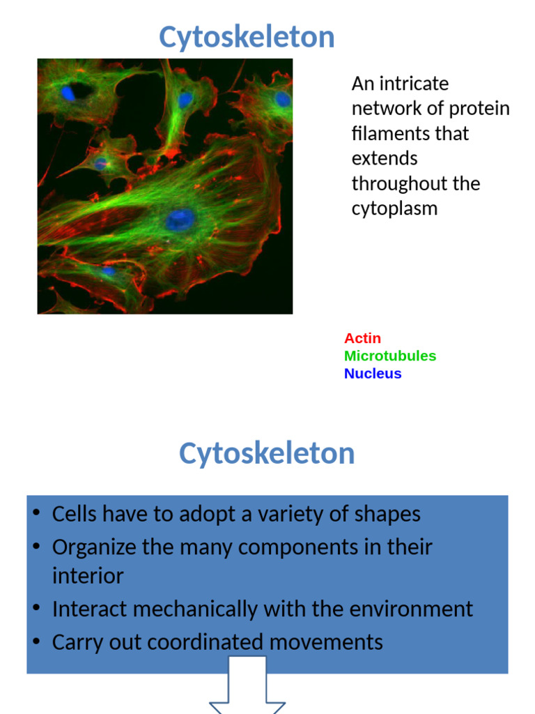 4-Cytoskeletal Elements and Architecture - Intermediate Filaments ...
