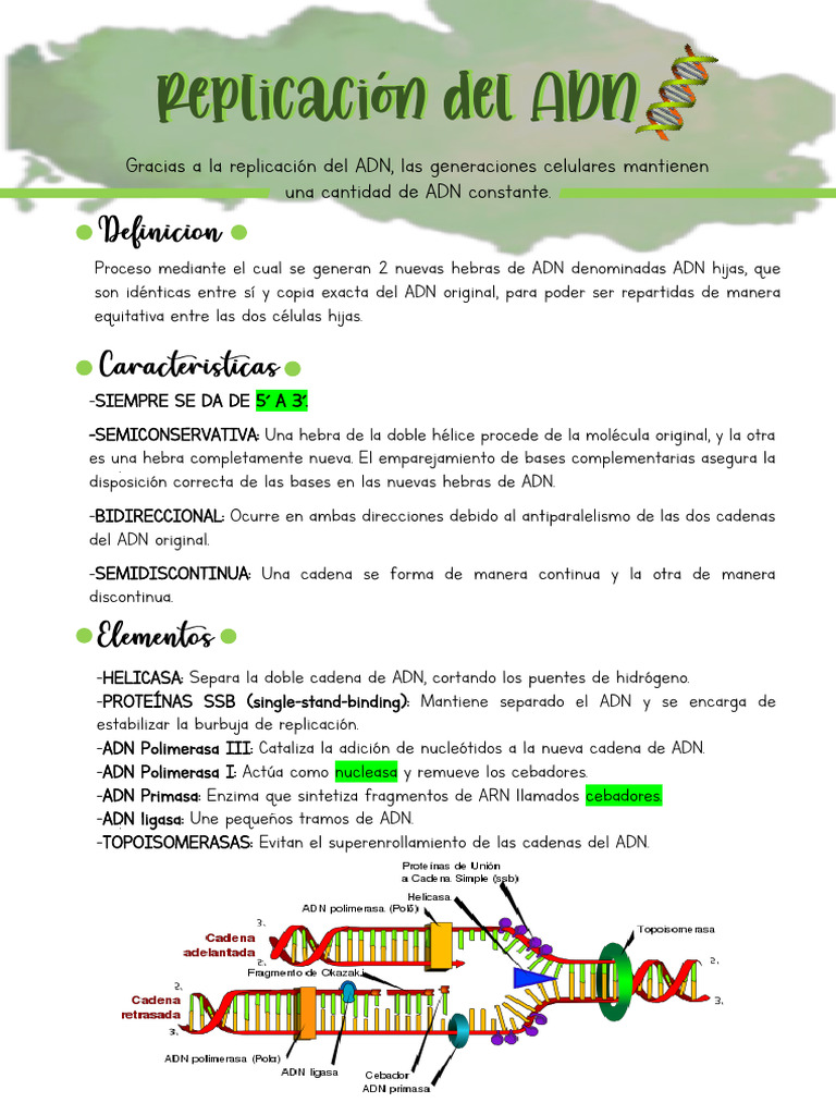 Replicacion | PDF | Adn | Replicación De Adn
