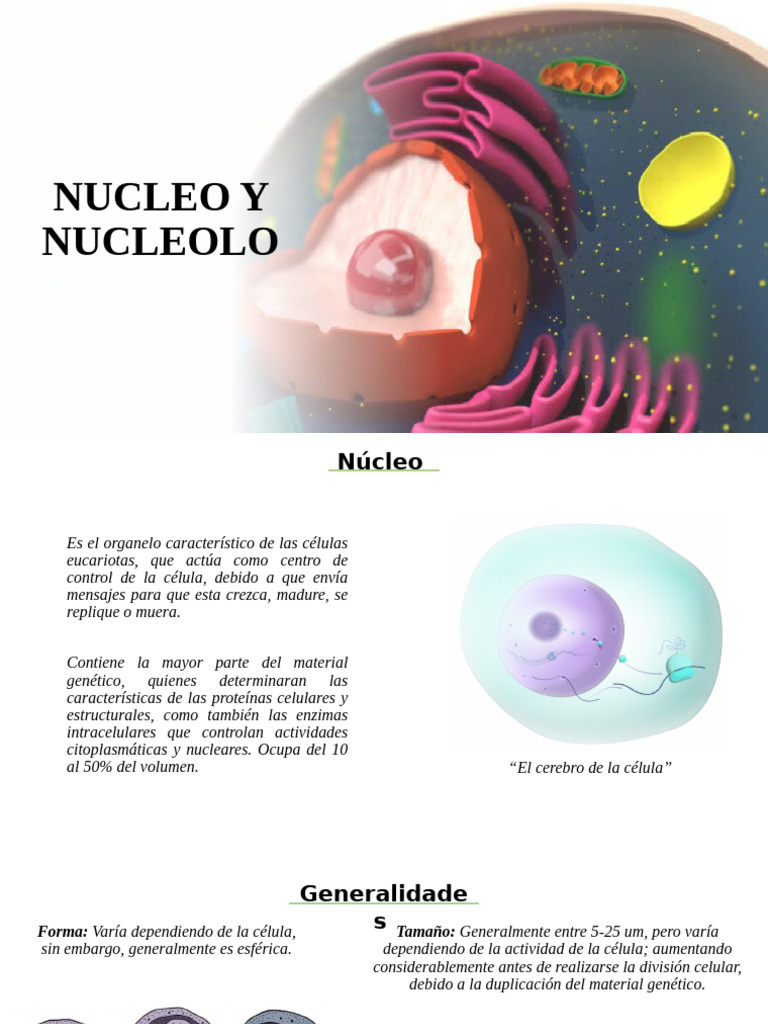 Nucleo y Nucleolo | PDF | Nucleo celular | Cromosoma
