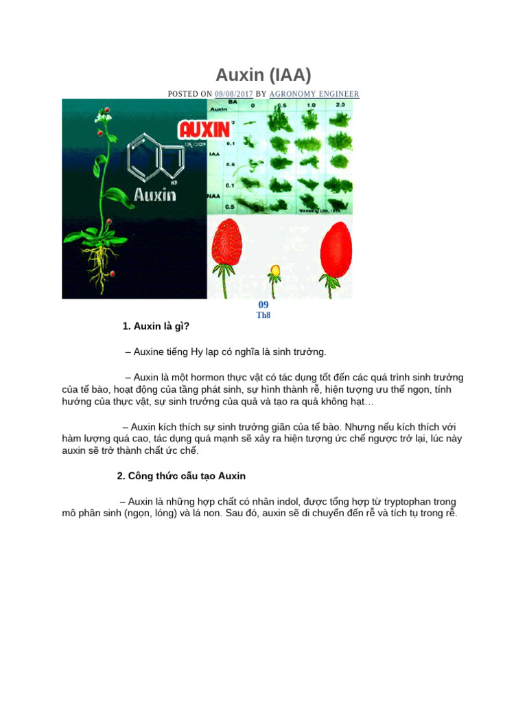 Auxin IAA | PDF