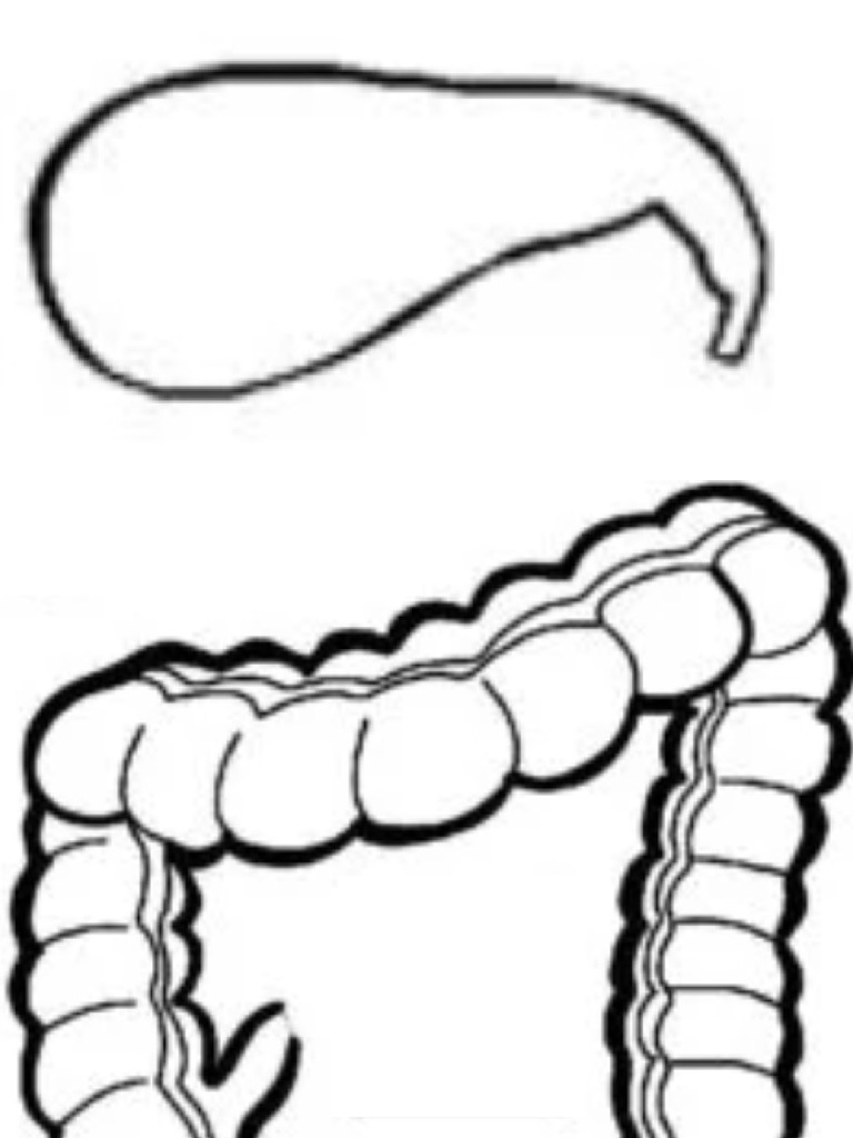 Digestive System Templates | PDF