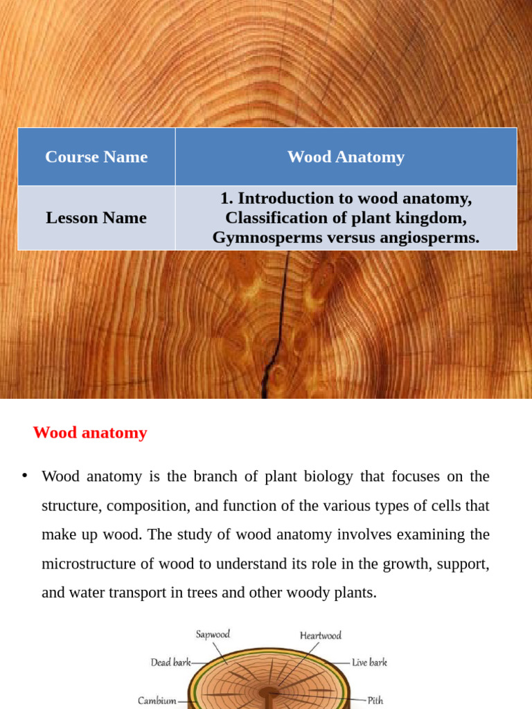 Wood Anatomy Part 1 | PDF | Trees | Fertilisation