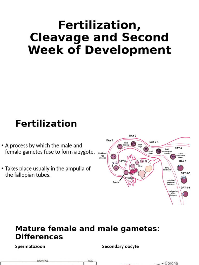 Fertilization, Cleavage and 2nd Week of Devt | PDF | Fertilisation ...