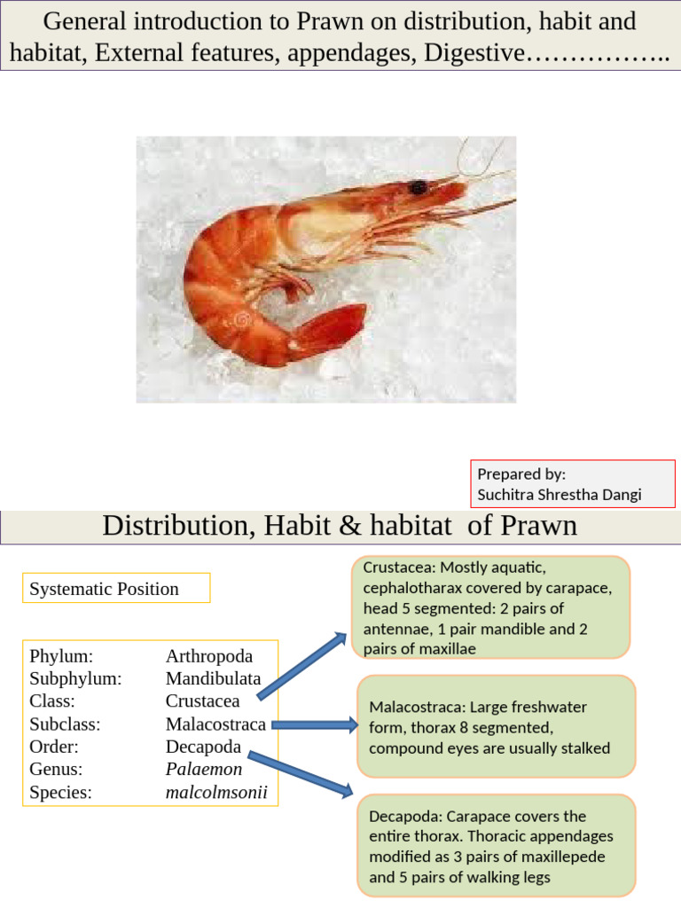 Palaemon malcolmsonii: Structure & Habitat | PDF | Gastrointestinal ...