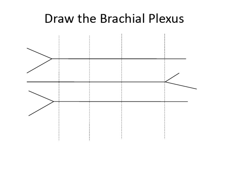 Draw The Brachial Plexus | PDF