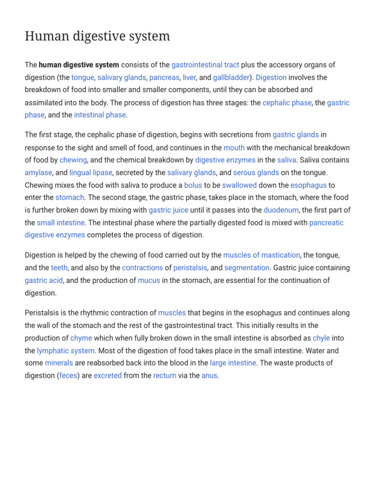 Human Digestive System - Wikipedia | PDF | Human Digestive System | Stomach