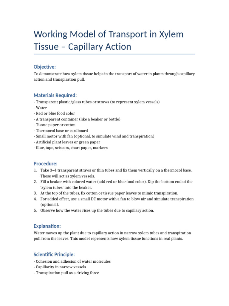 Xylem Transport Model Project Report | PDF
