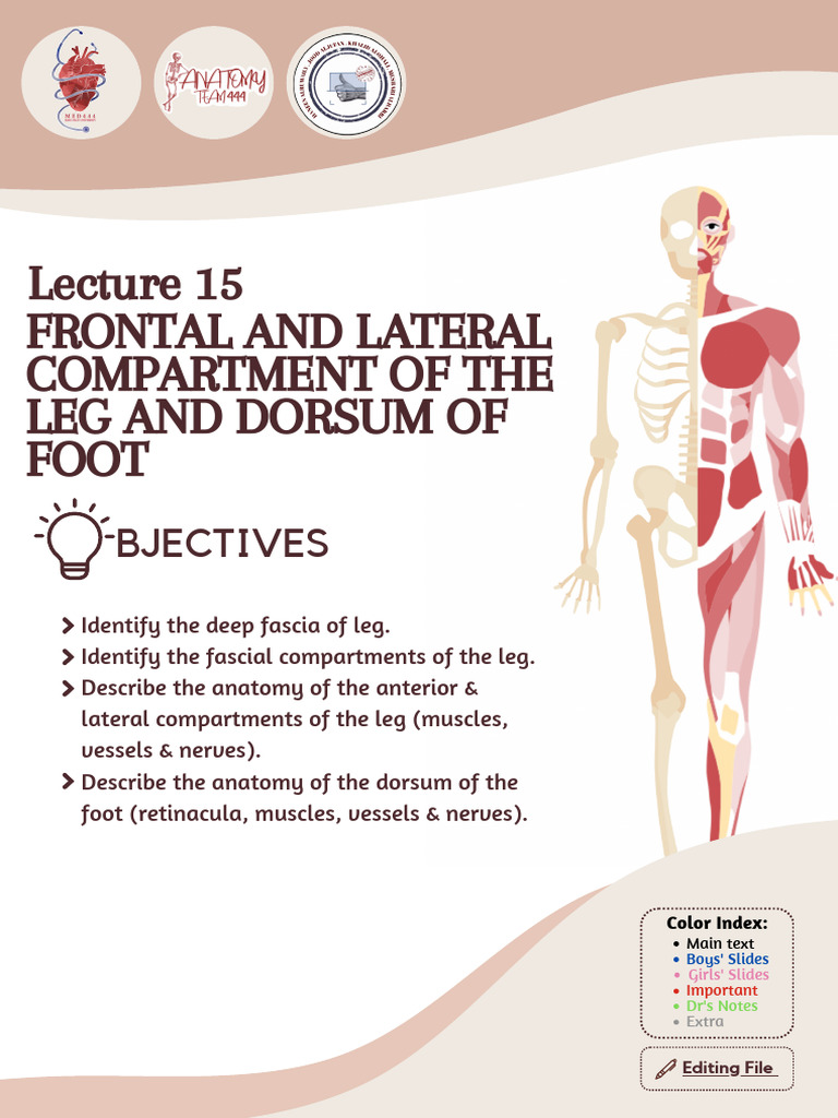 L15 Frontal and Lateral Compartment of The Leg and Dorsum of Foot | PDF ...