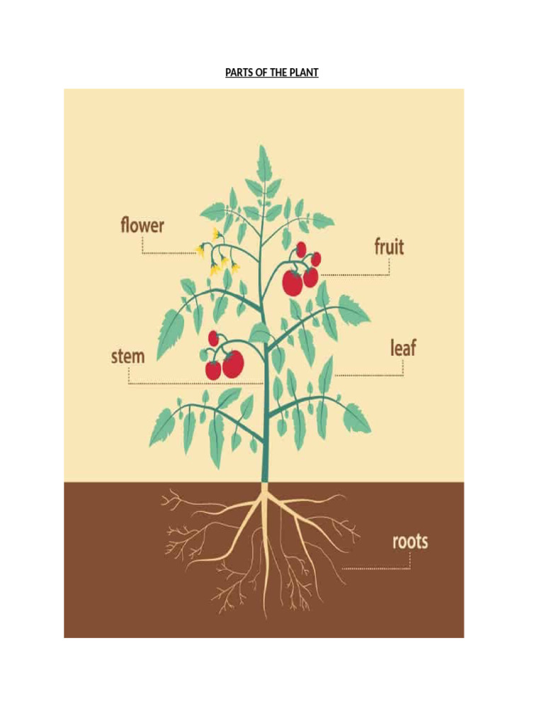 Parts of The Plant | PDF