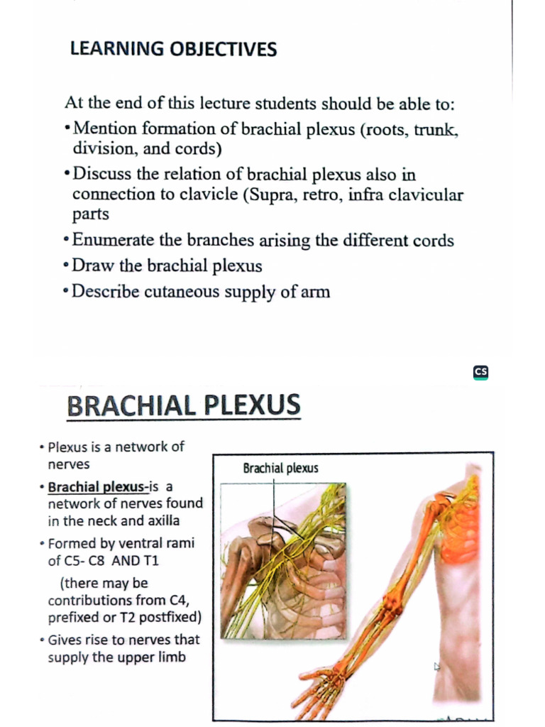 Anatomy 10 Brachial Plexus | PDF