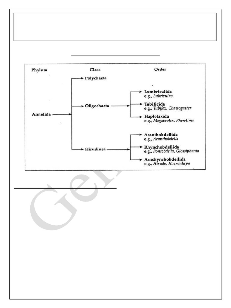Annelida Classification and Examples | PDF | Biology