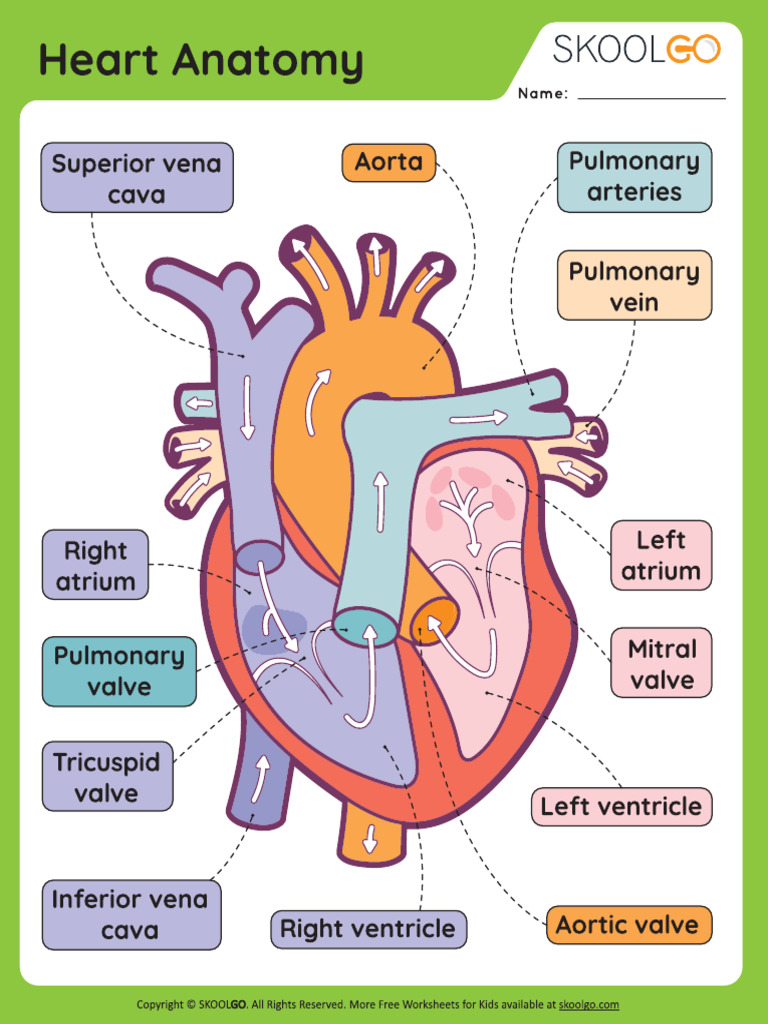4 0047 Heart Anatomy | PDF