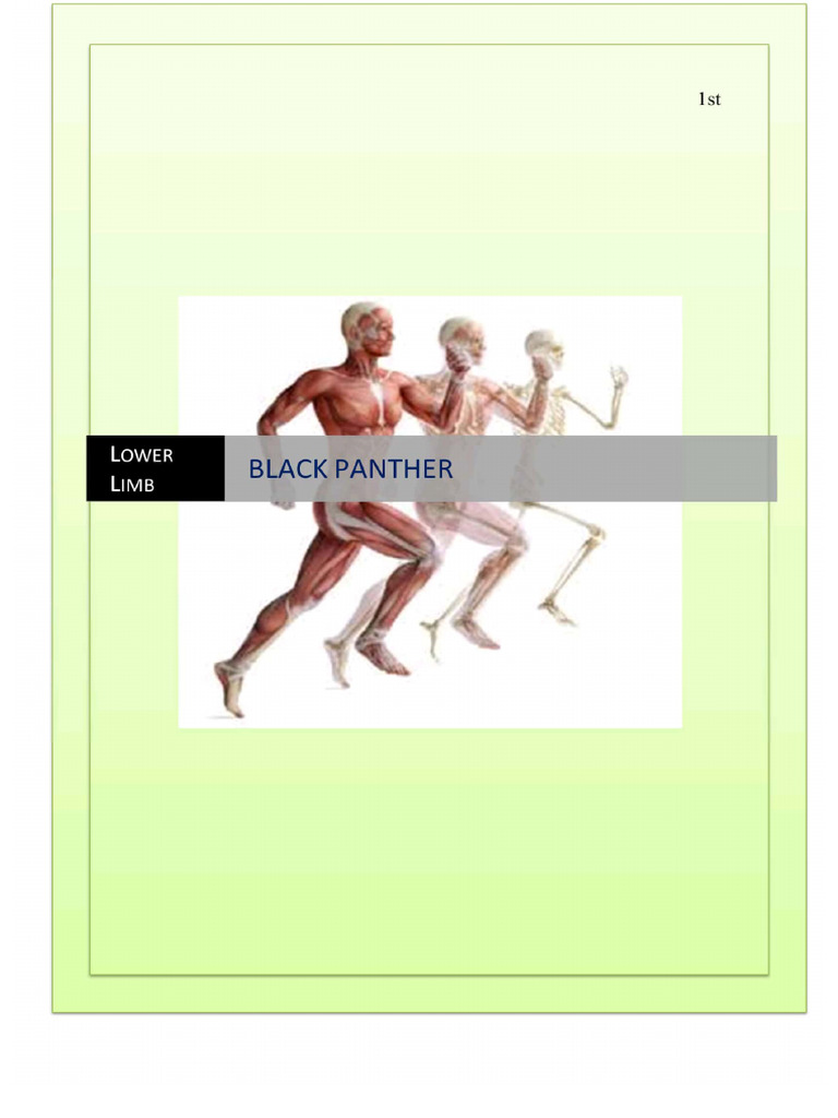 Lower Limb | PDF