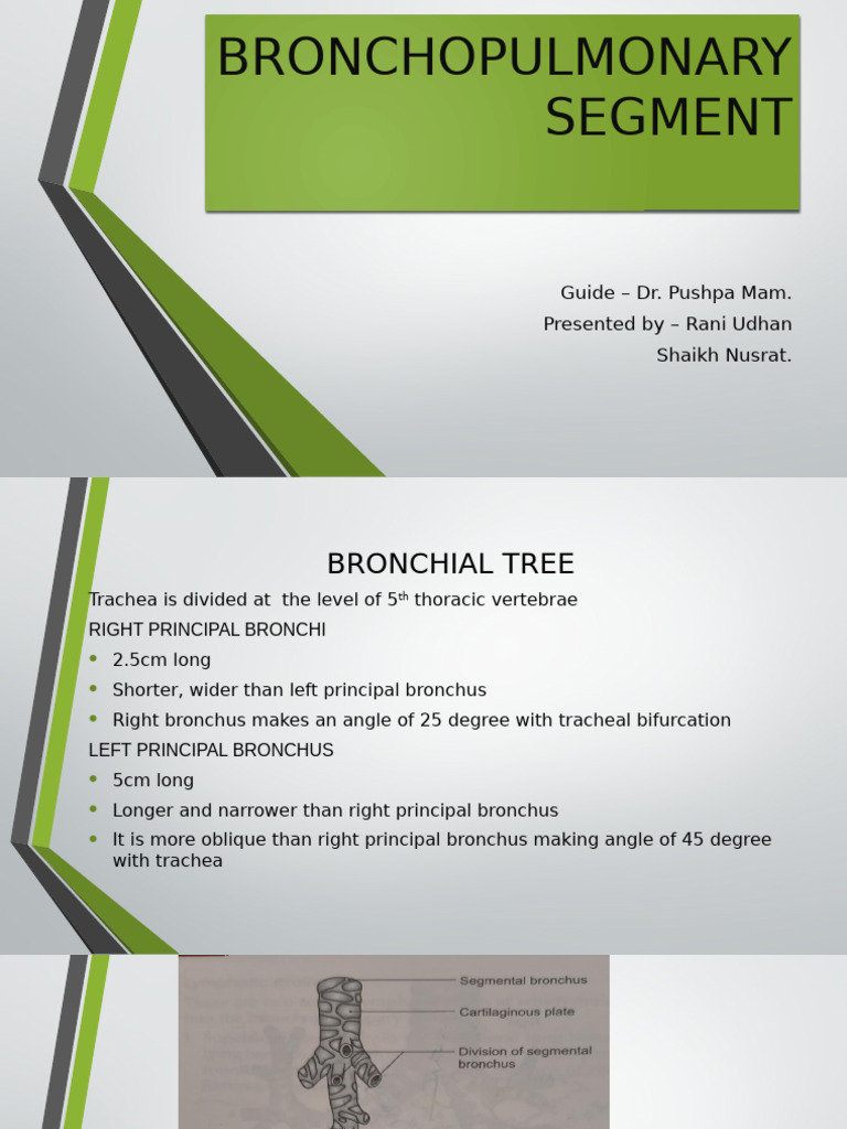 Bronchopulmonary Segment | PDF