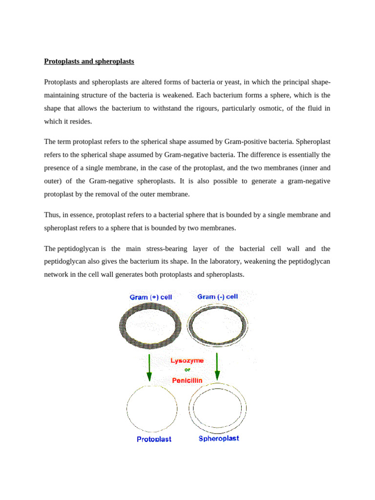 Protoplasts and Spheroplasts in Bacteria | PDF | Bacteria | Gram ...