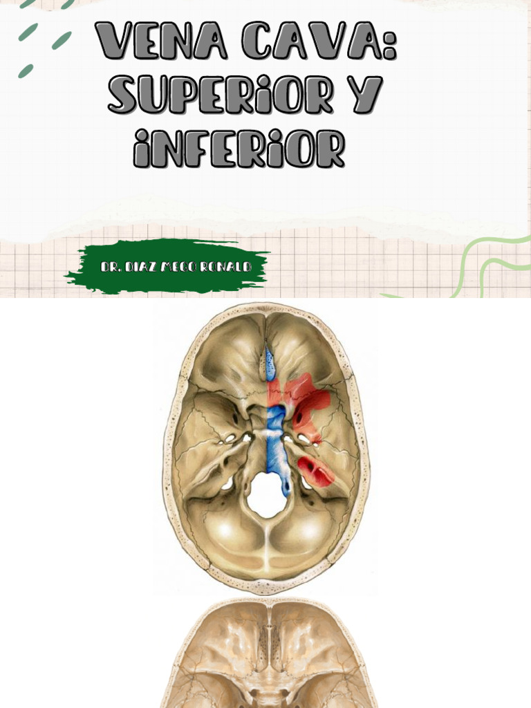 Vena Cava Superior y Inferior | PDF