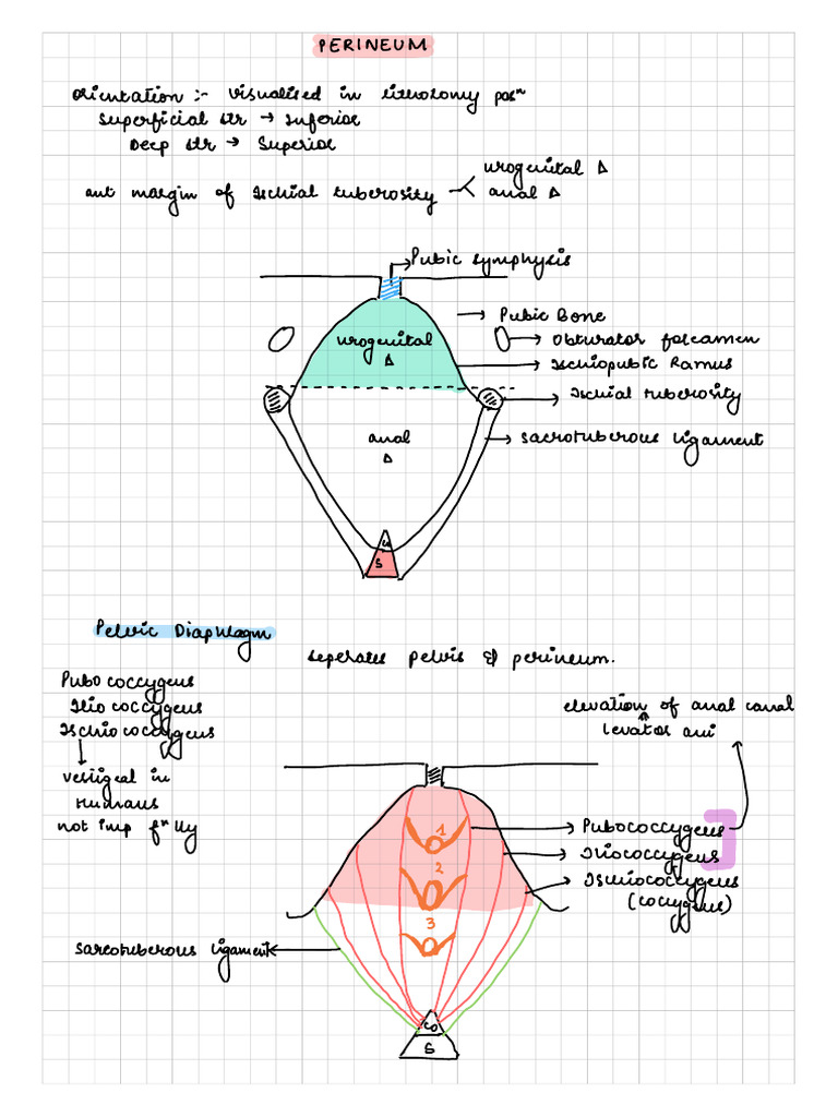 Perineum | PDF