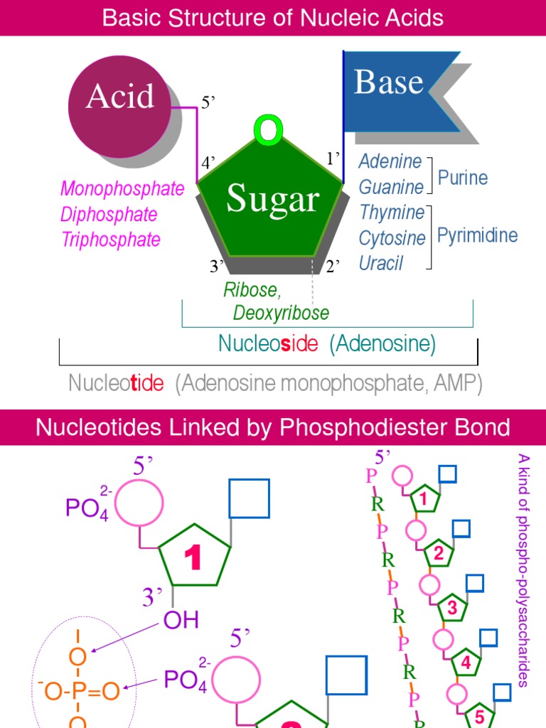 Nucleic Acid | PDF
