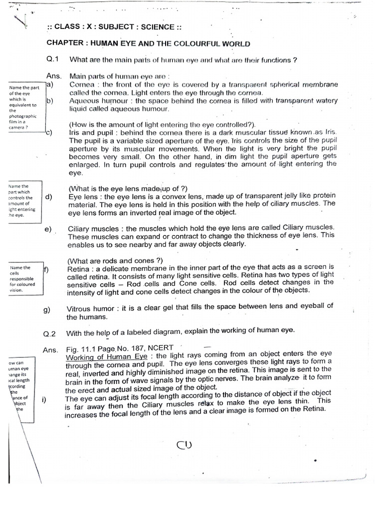 Human Eye Notes | PDF