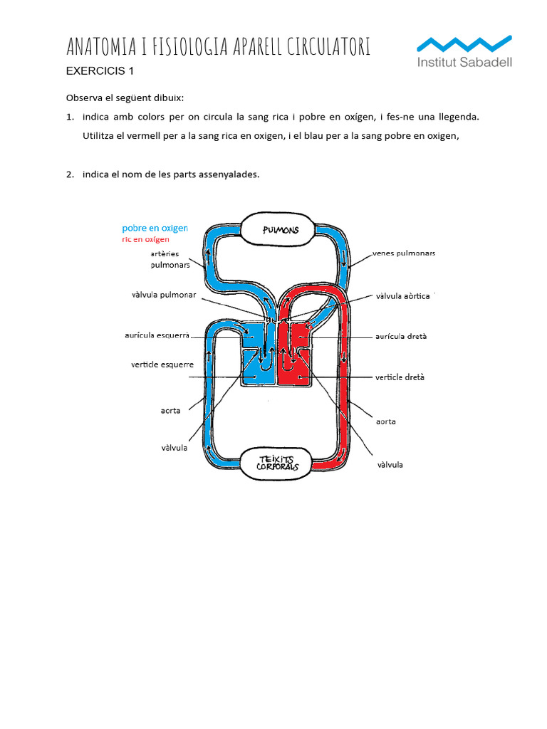 Bio3 Anatomia Circulatori | PDF