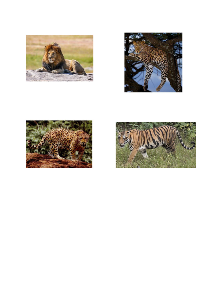 Felidae (Family of Big Cats) | PDF